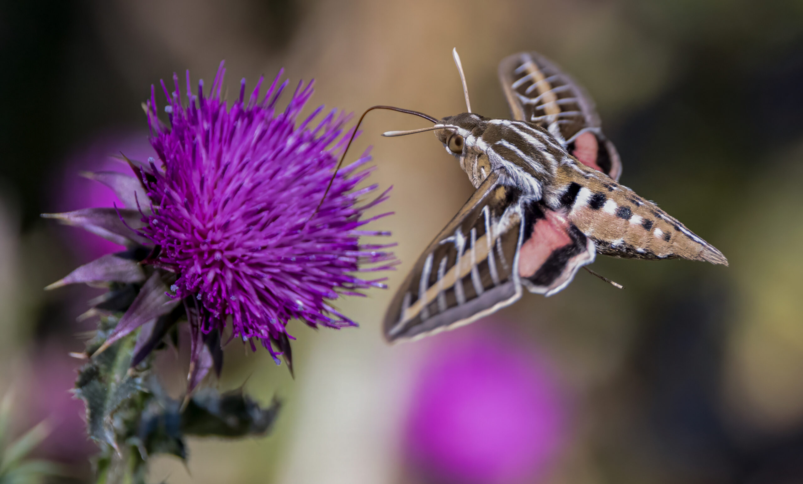 September 2 Spinx Moth – Big W Photography